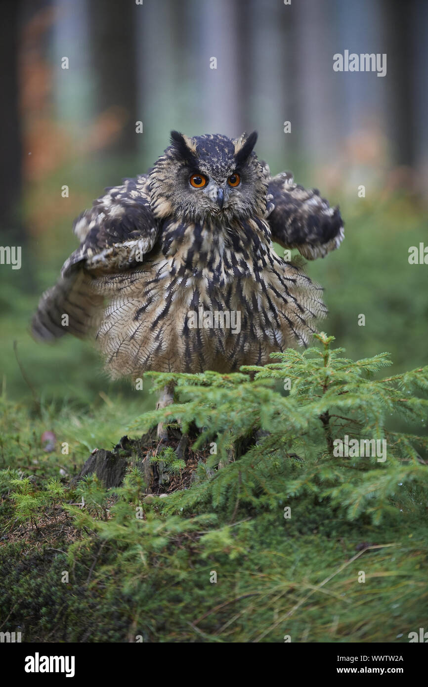 L eagle hi-res stock photography and images - Alamy