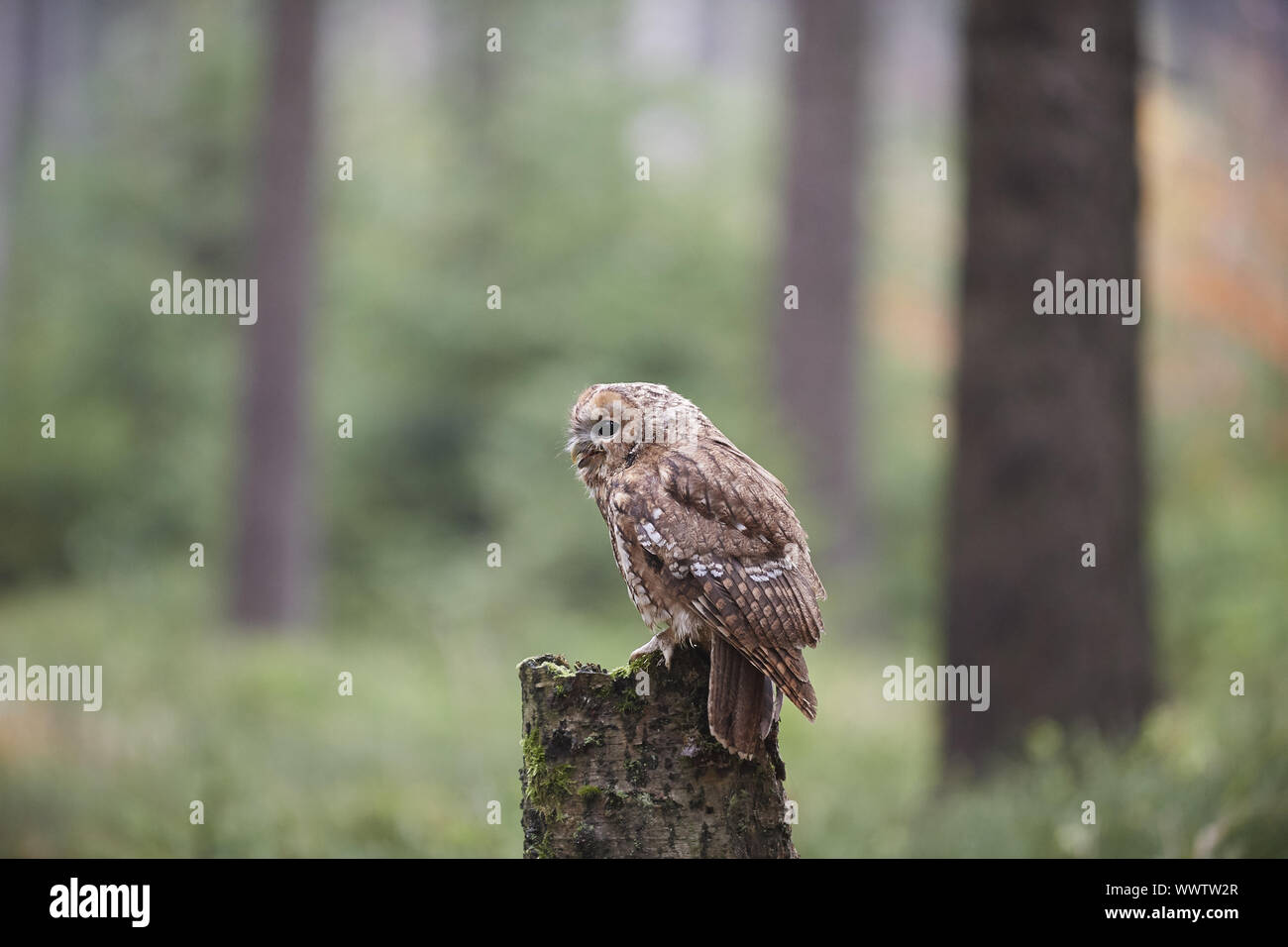 Owl of forest hi-res stock photography and images - Alamy
