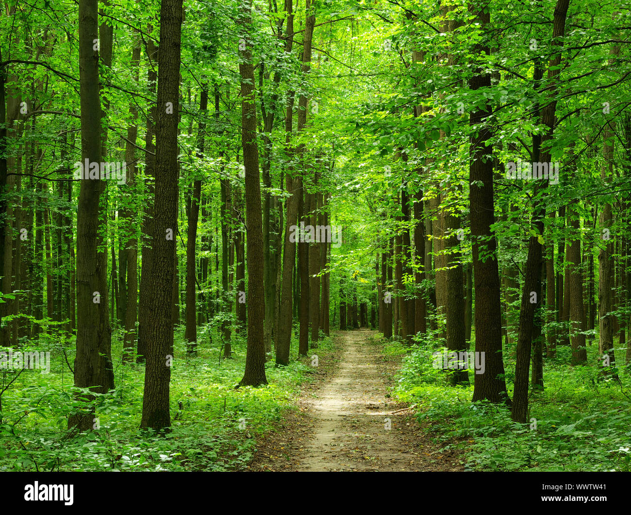 path is in the green forest Stock Photo - Alamy
