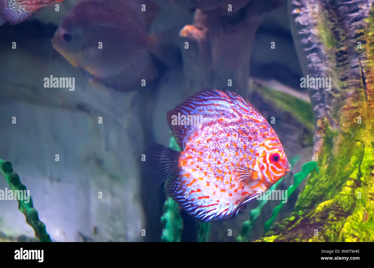 Marine fish swimming in the aquarium Stock Photo - Alamy