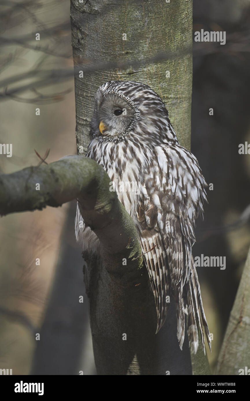 Goshawk owl hi-res stock photography and images - Alamy