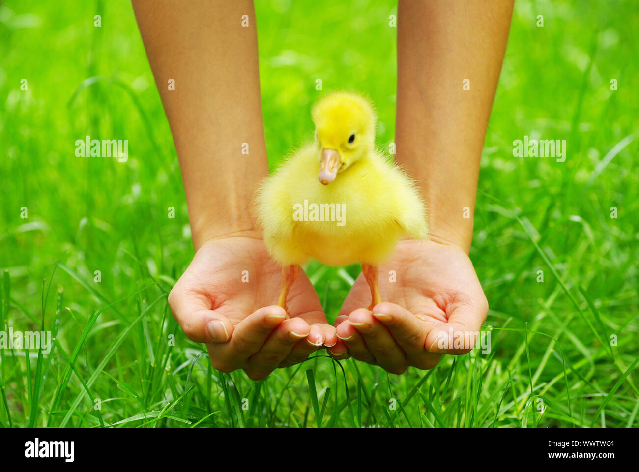a yellow fluffy duckling in the hand Stock Photo - Alamy