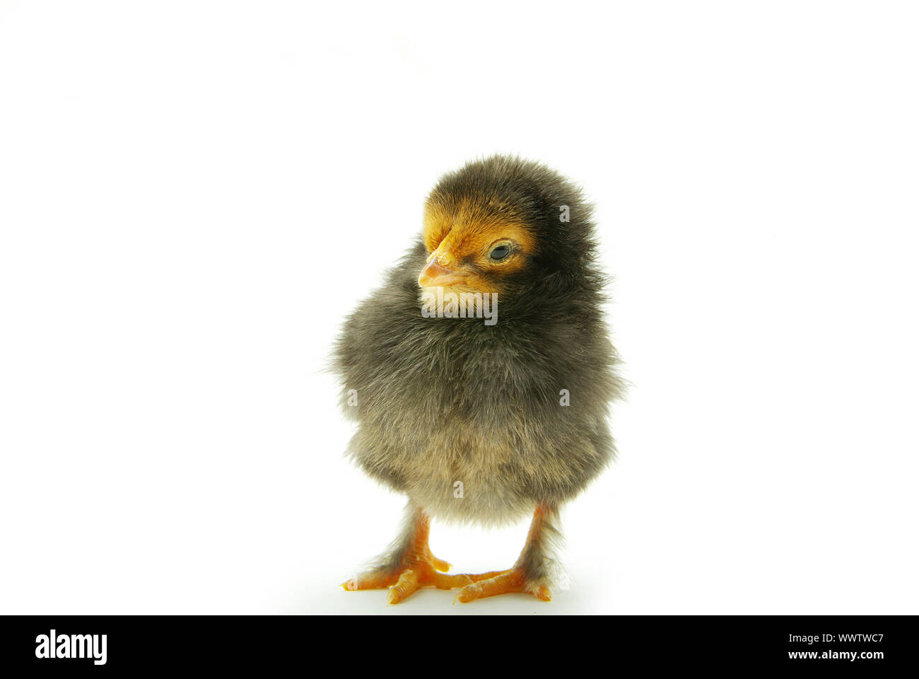 Cute little baby chicken isolated on white background Stock Photo - Alamy