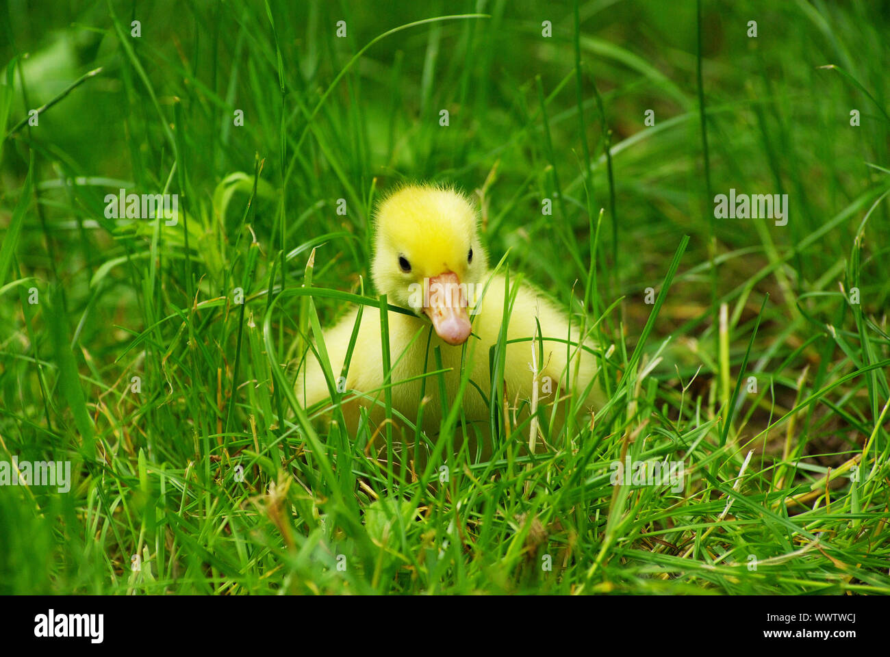 cute gosling in green grass Stock Photo - Alamy