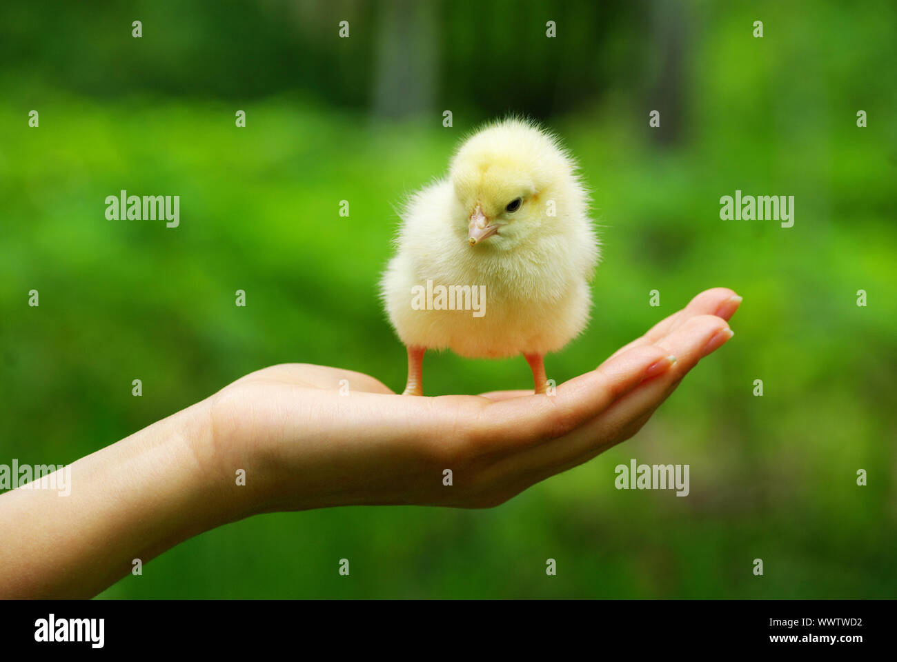 Hand hold caring for a small chicken Stock Photo - Alamy