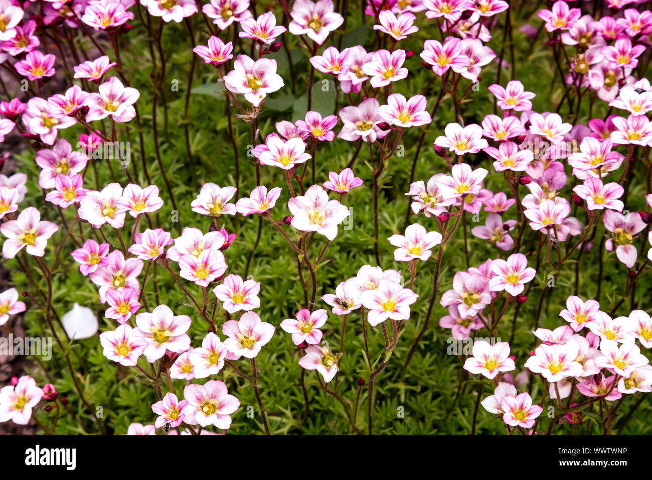 Beautiful small flowers Stock Photo - Alamy
