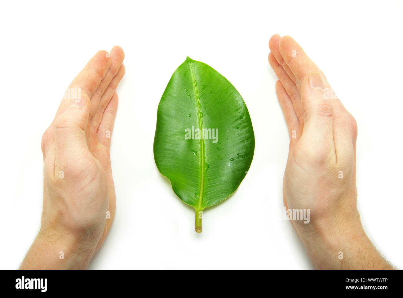 green leaf in hands on white Stock Photo - Alamy