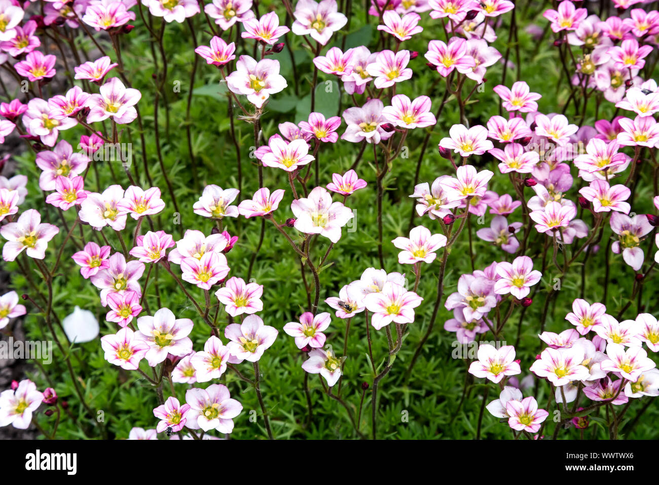Small Stems High Resolution Stock Photography and Images - Alamy