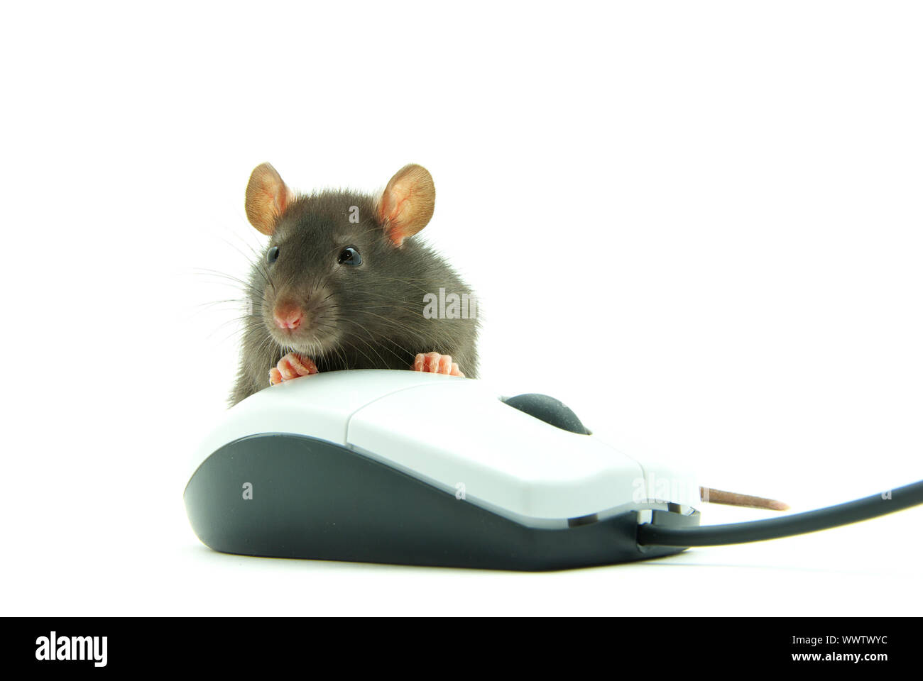 Rat and a computer mouse on white background Stock Photo - Alamy