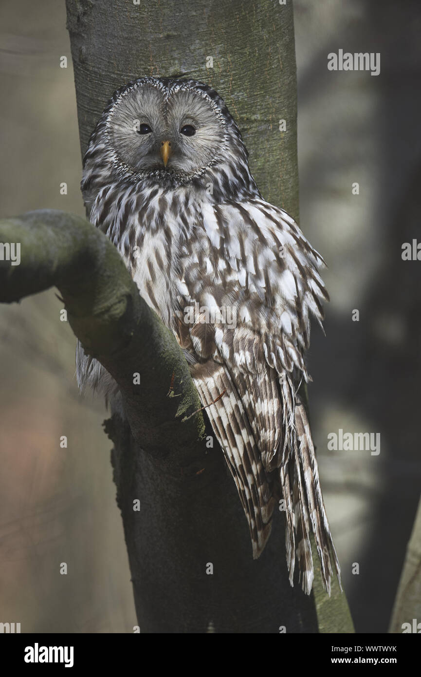 Strix uralensis ural owl hi-res stock photography and images - Alamy