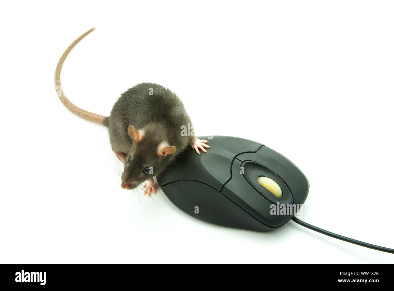 Rat And Computer Mouse High Resolution Stock Photography and Images - Alamy