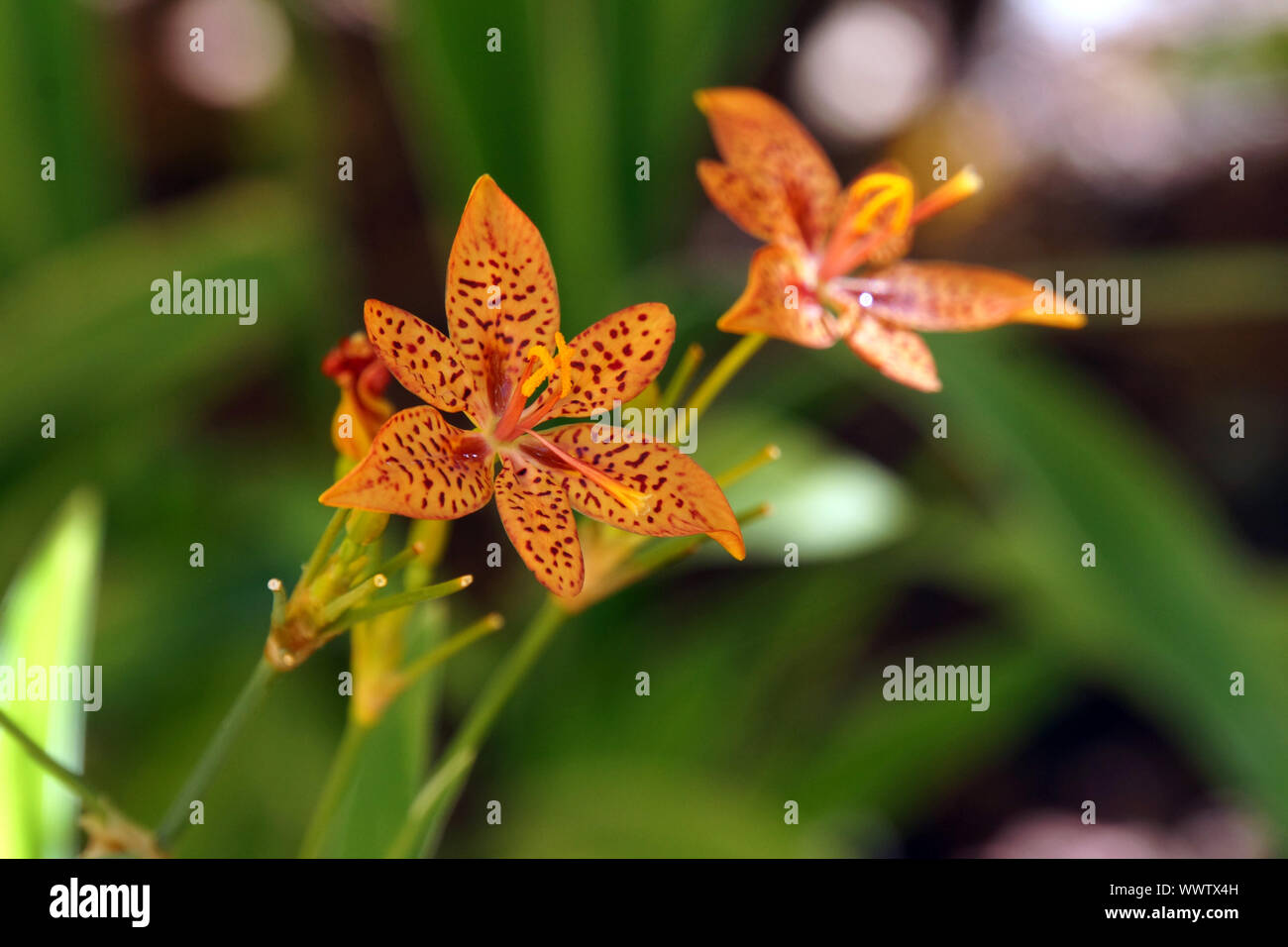 leopard lily [Iris domestica, formerly Belamcanda chinensis, B ...
