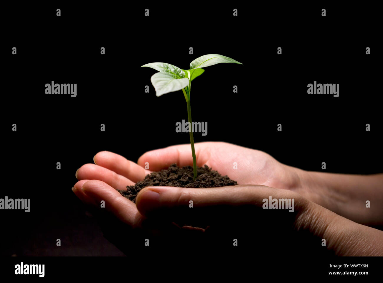 Hands holding sapling in soil Stock Photo - Alamy