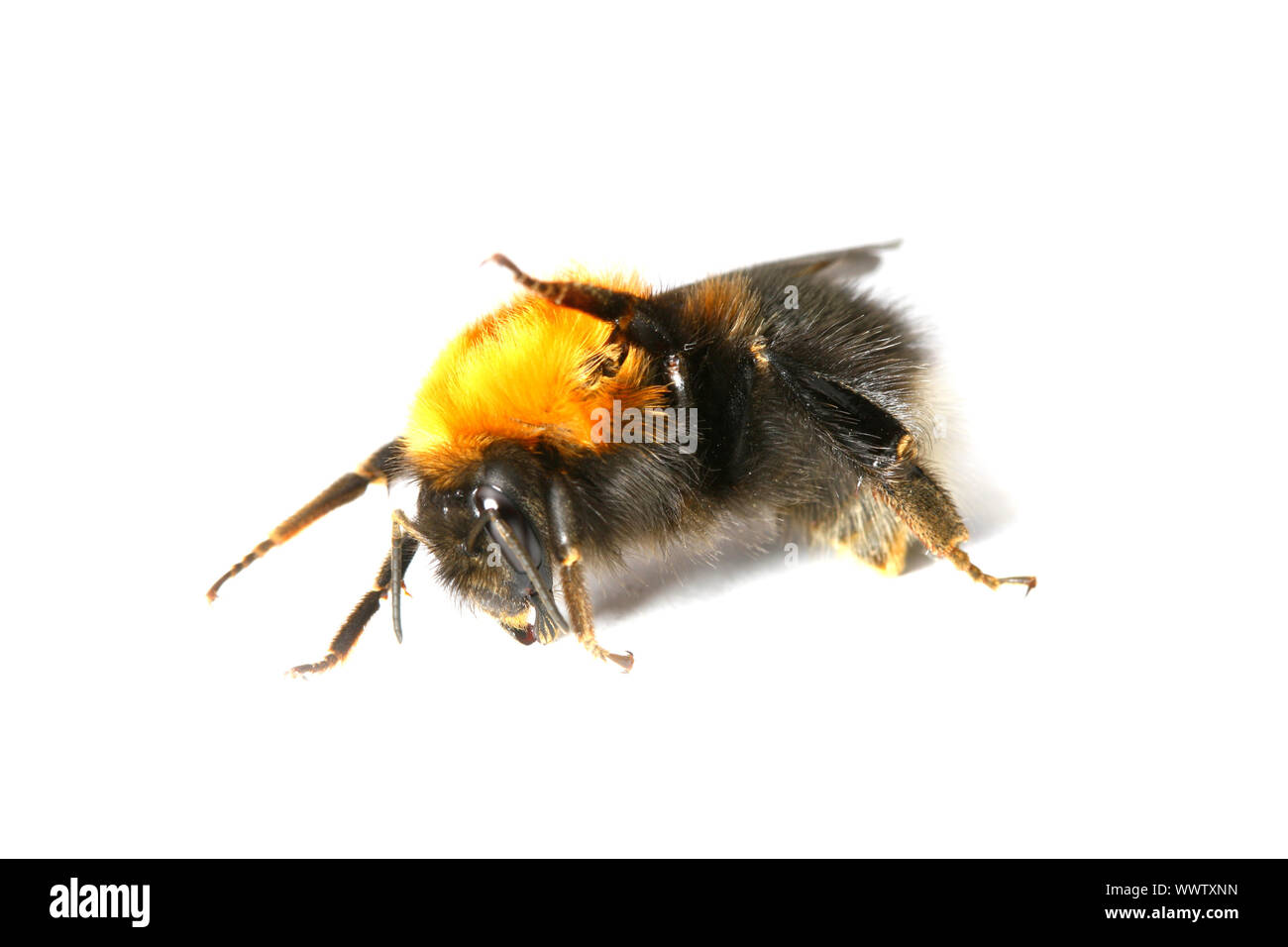 dance aerobic bumble bee isolated on white background Stock Photo - Alamy