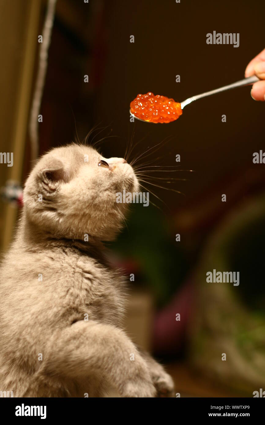 scottish fold Cat Gourmet like to eat Caviar Stock Photo - Alamy