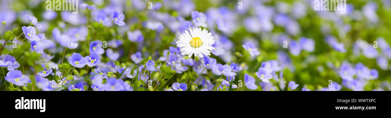 Daisies forget me not flowers hi-res stock photography and images - Alamy