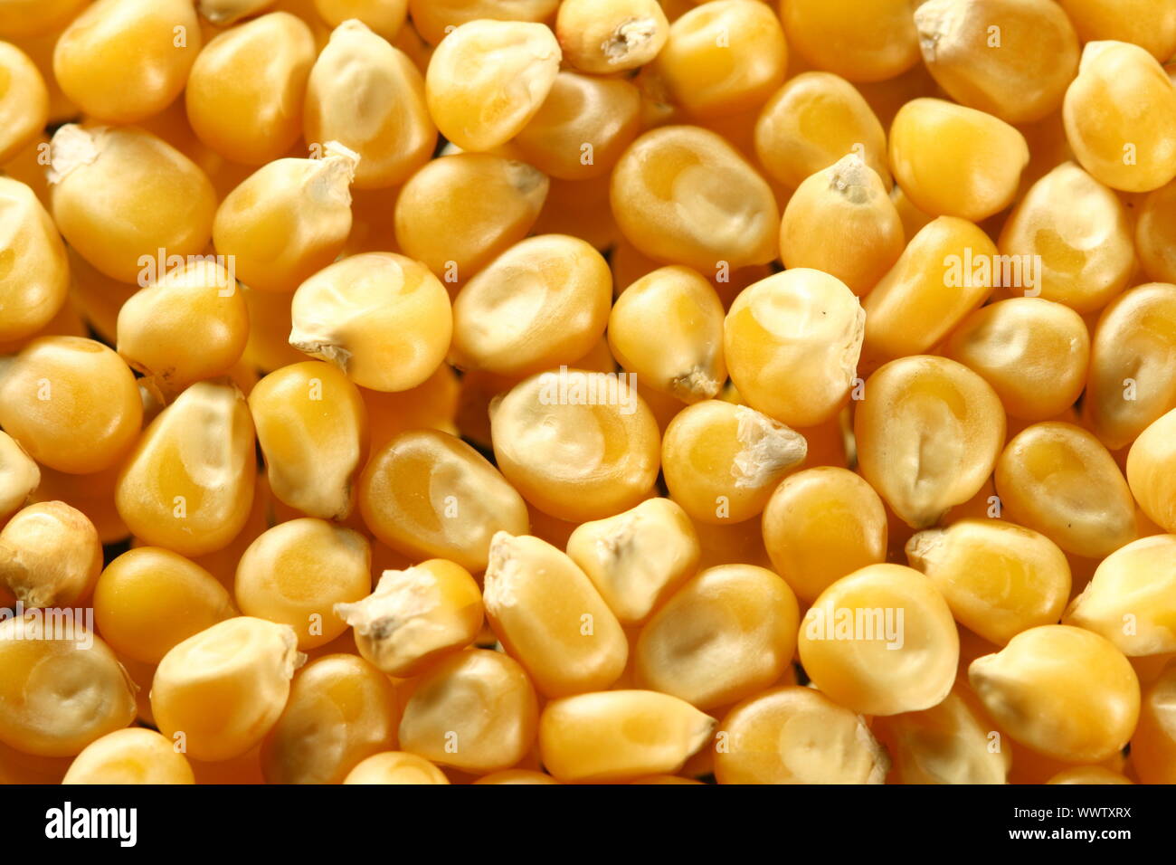 corn seeds nature food background Stock Photo - Alamy