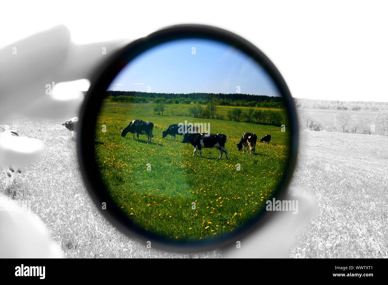 Guernsey filter hi-res stock photography and images - Alamy