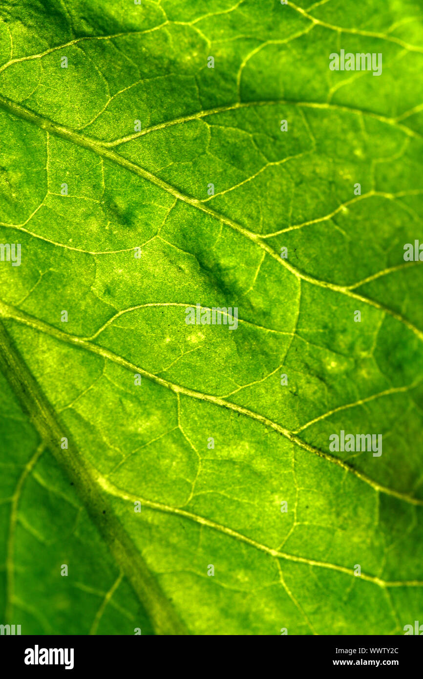 green leaf close up nature background Stock Photo - Alamy