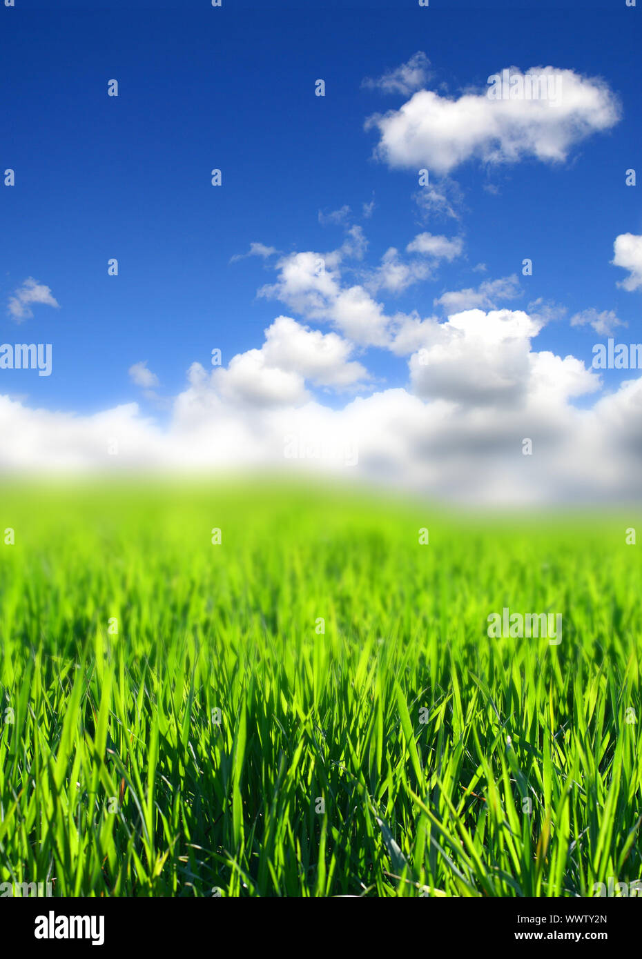 green grass field nature background Stock Photo - Alamy