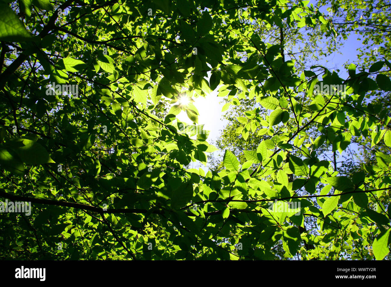 green fresh foliage nature background Stock Photo - Alamy
