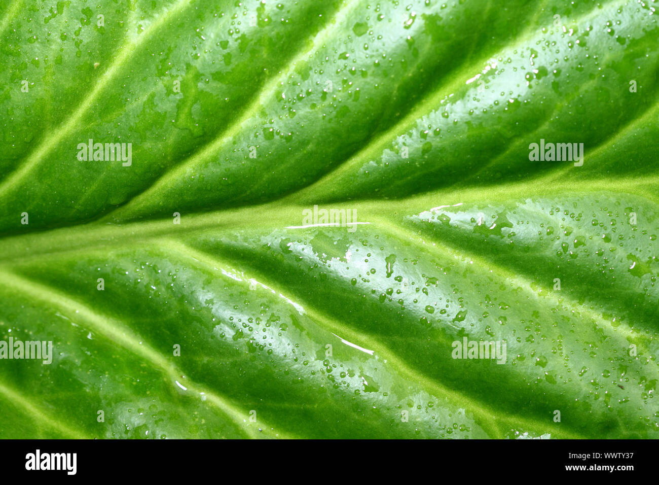 summer green leaf macro close up Stock Photo - Alamy