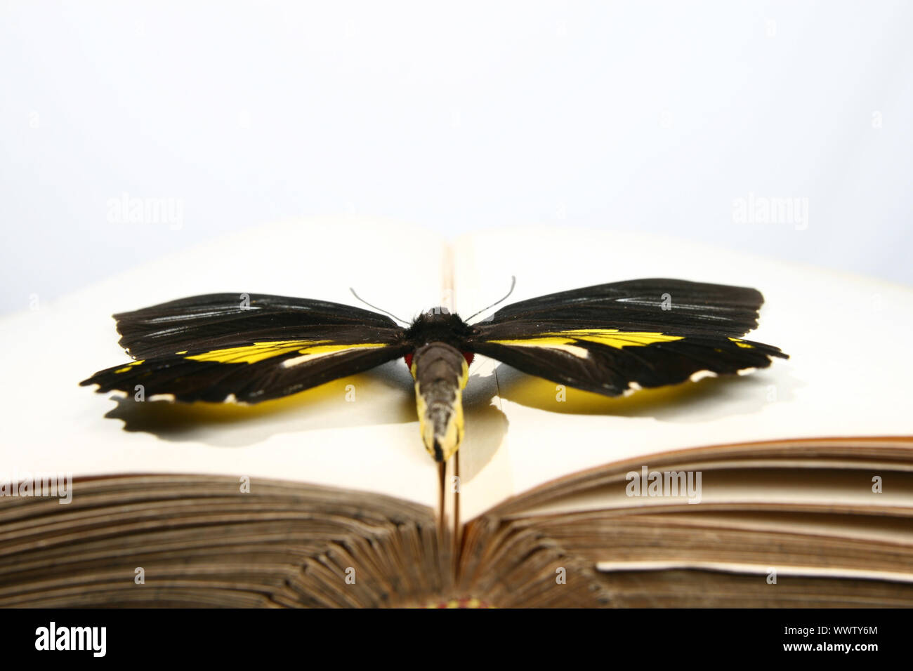 Butterfly book hi-res stock photography and images - Alamy