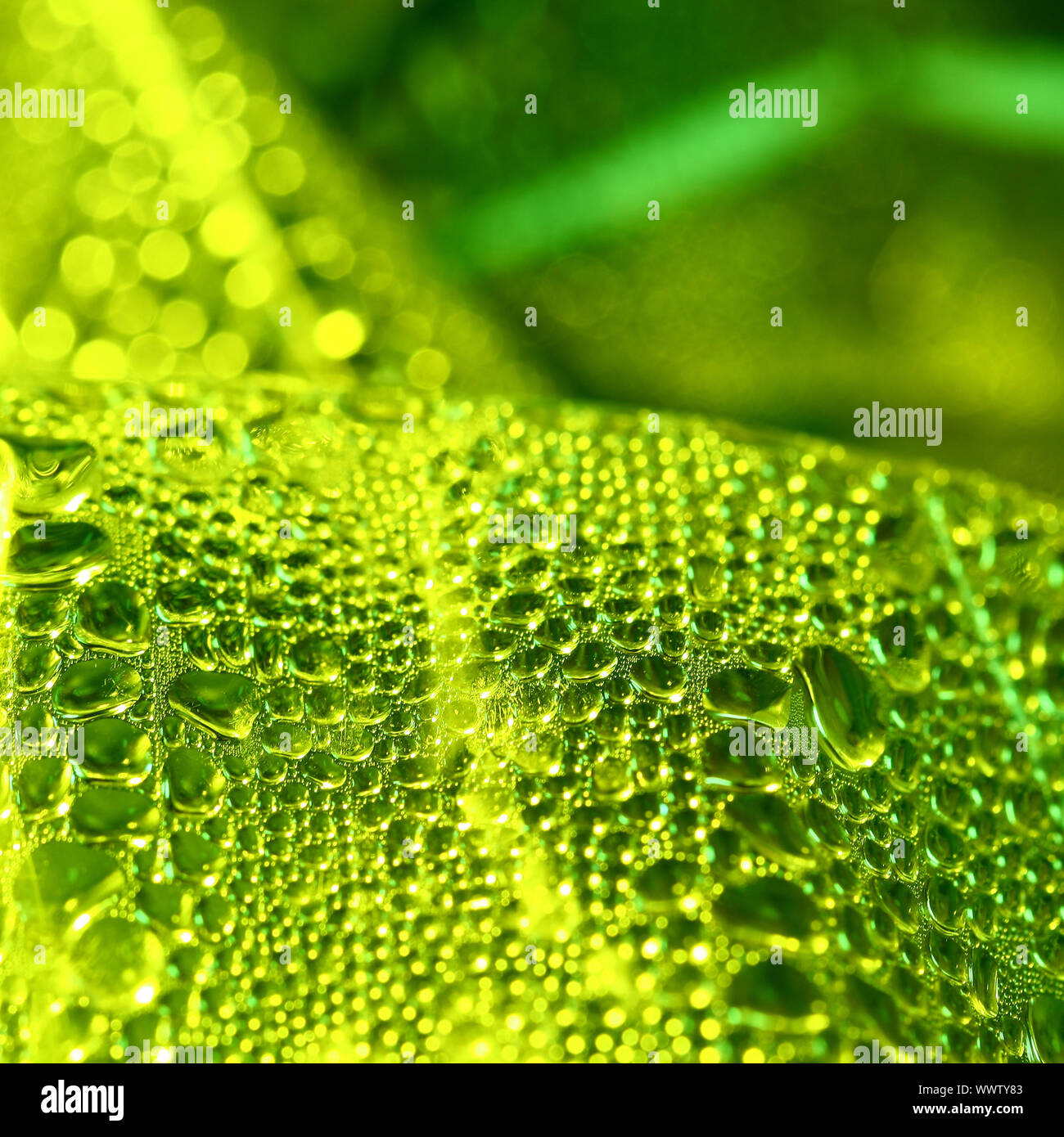 Bright green drops a condensate of color abstract beautifully Stock ...
