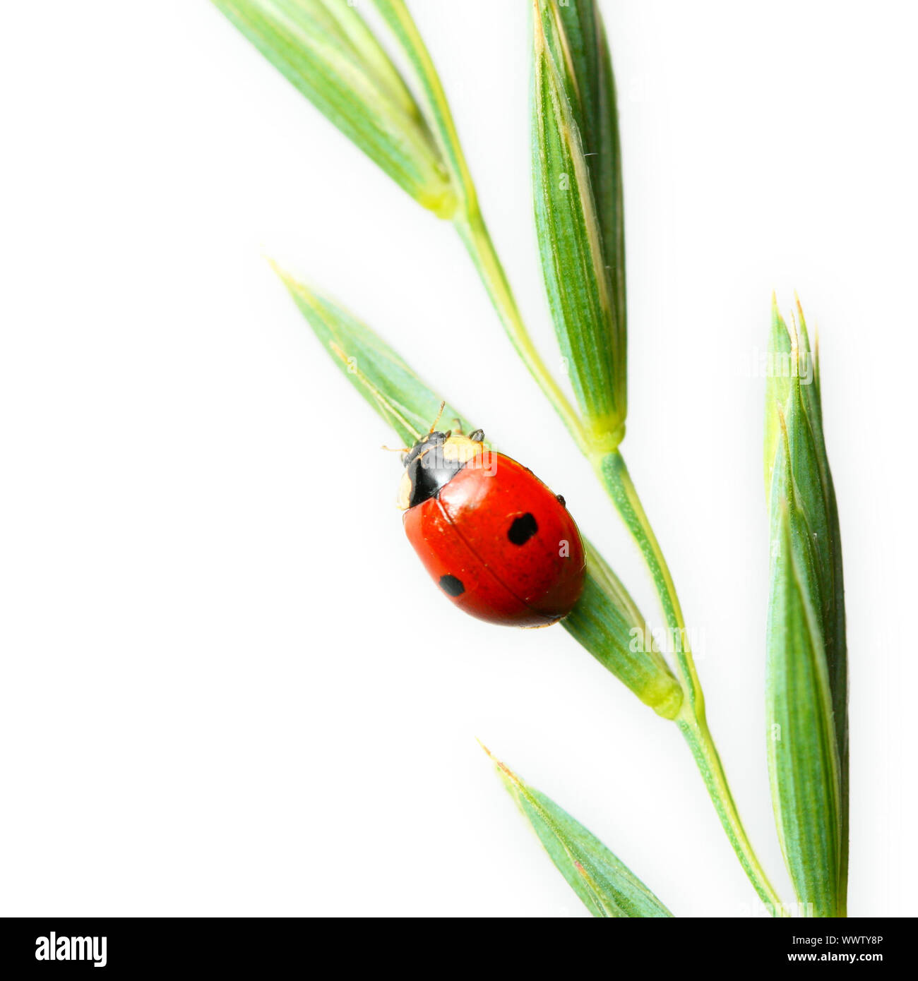 summer red ladybug on grass Stock Photo - Alamy