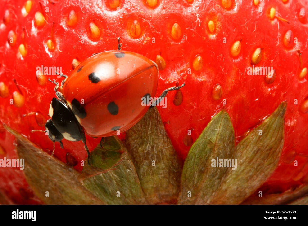 strawberry ladybug gourmet macro close up Stock Photo - Alamy
