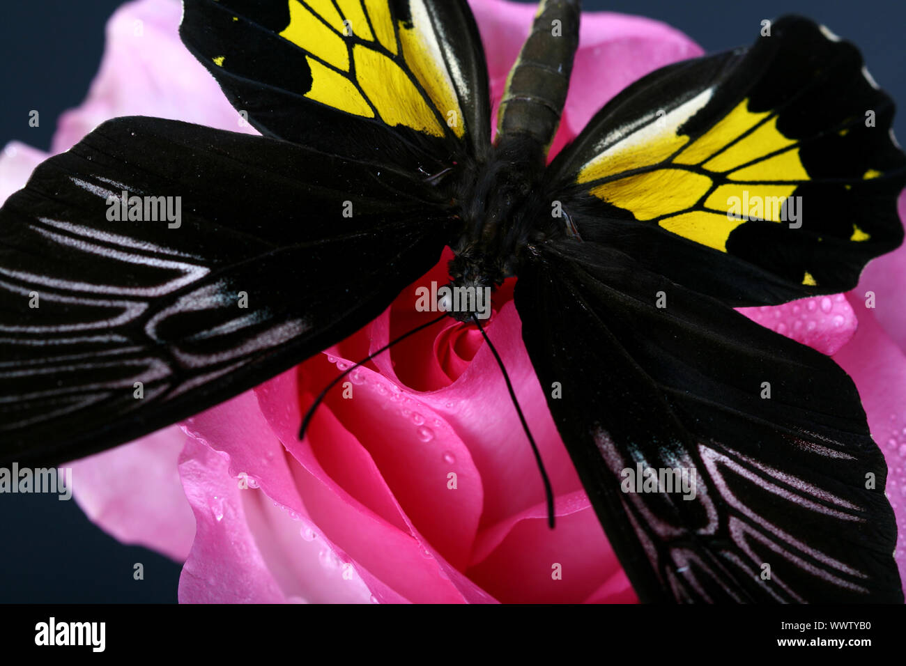 Pink rose butterfly hi-res stock photography and images - Alamy