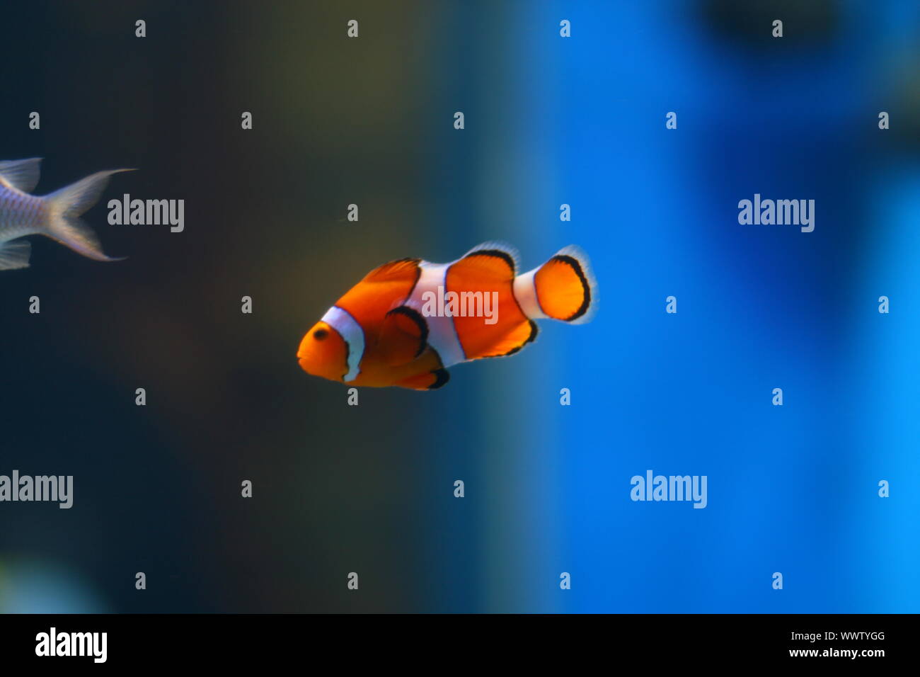 The bottom of the aquarium hi-res stock photography and images - Alamy