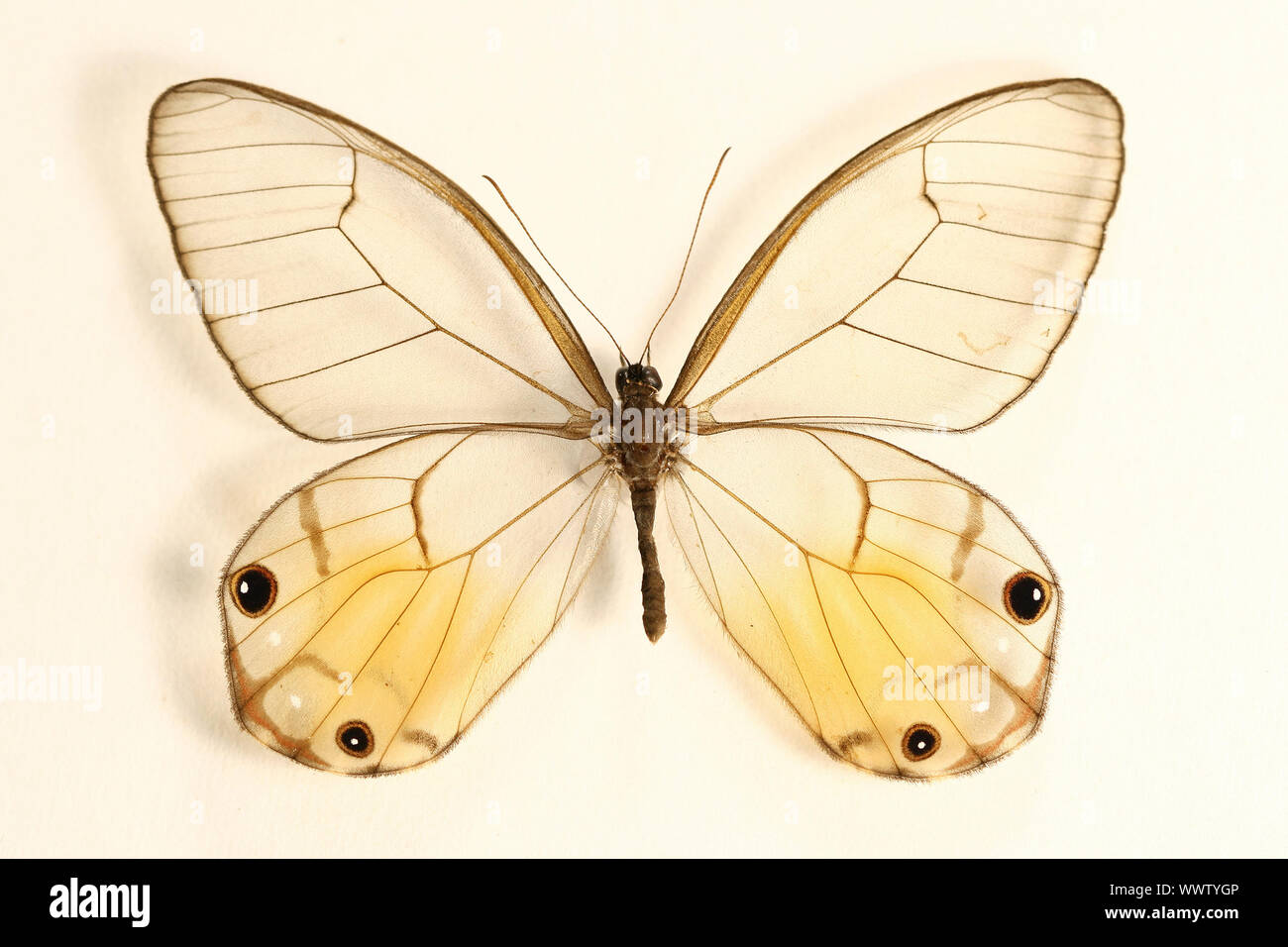 Transparent Butterfly Wing High Resolution Stock Photography and Images ...