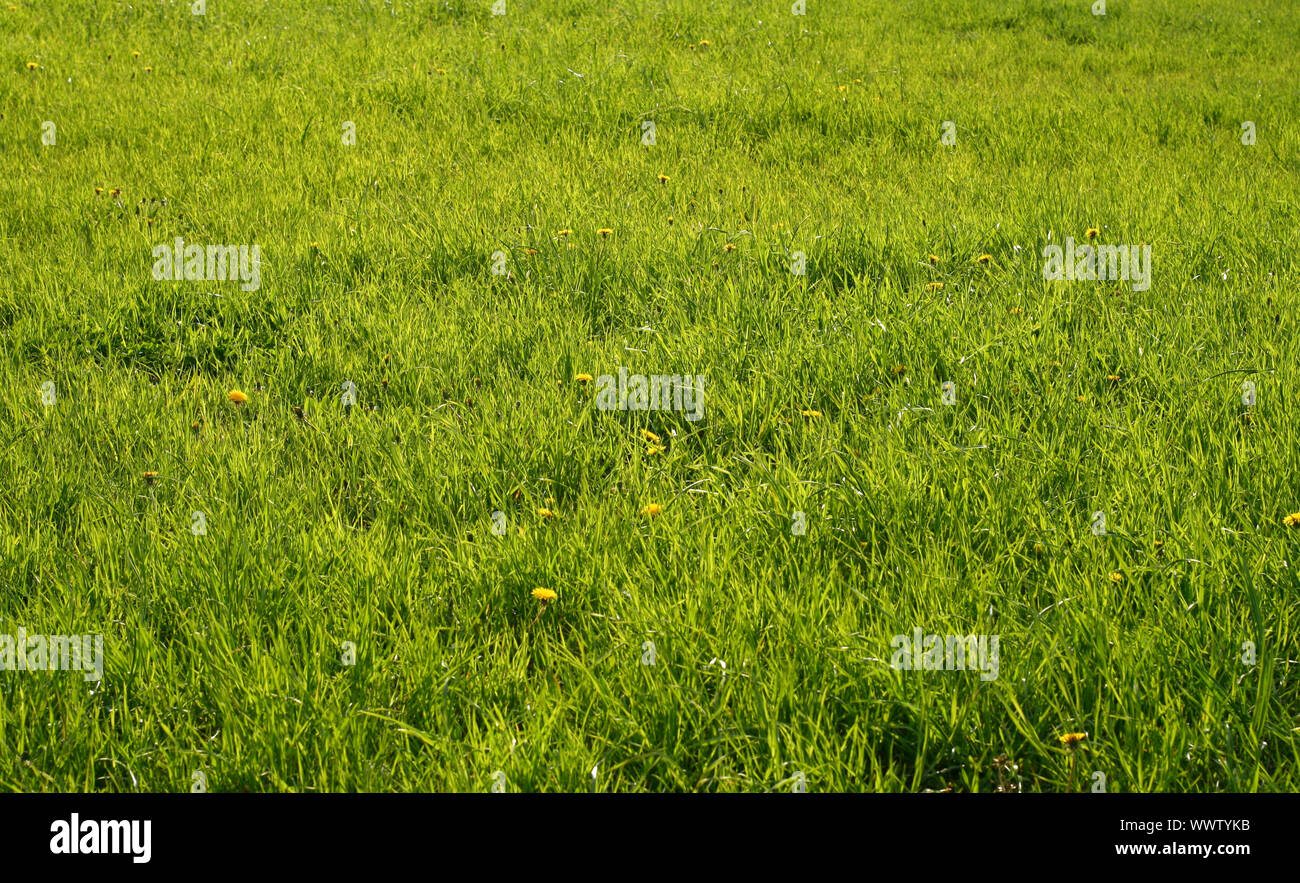 happy landscape sky and grass Stock Photo - Alamy