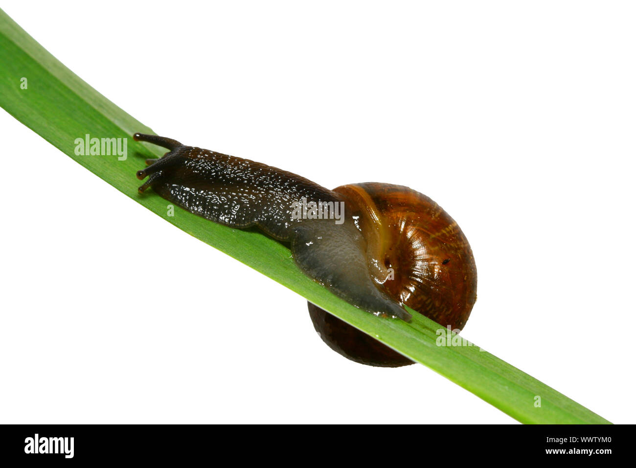 little shell macro close up isolated on white Stock Photo - Alamy