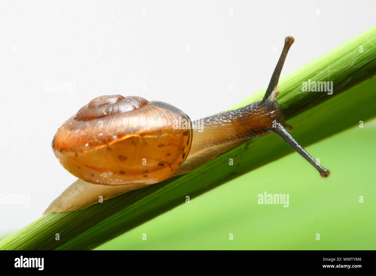 little shell on grass isolated on white Stock Photo - Alamy