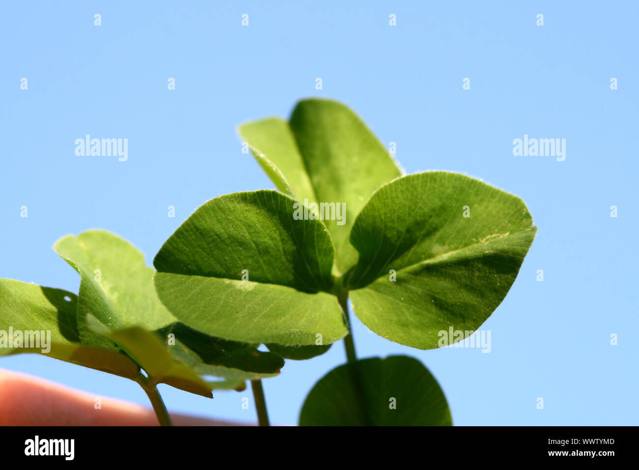 blue sky clover nature background Stock Photo - Alamy