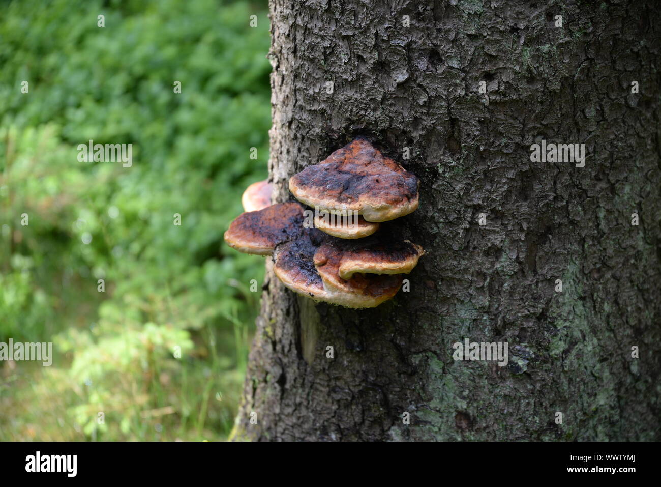 Baumporling hi-res stock photography and images - Alamy