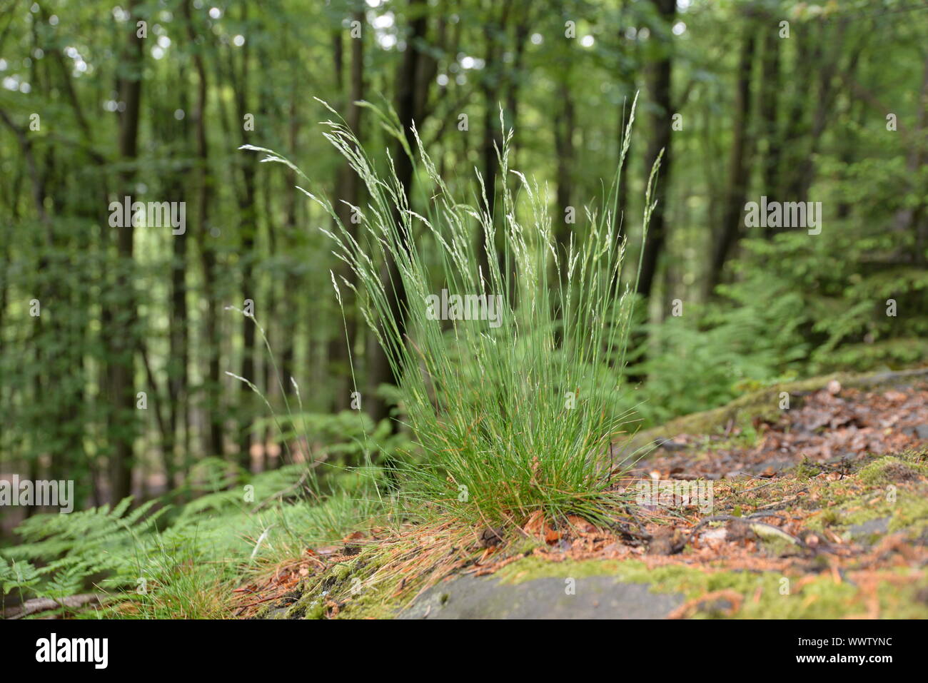 tuft of grass Stock Photo - Alamy