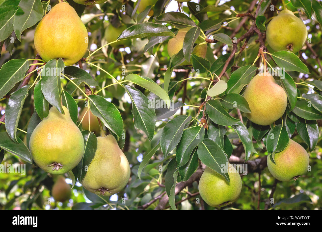 Ripe appetizing healthy large hi-res stock photography and images - Alamy