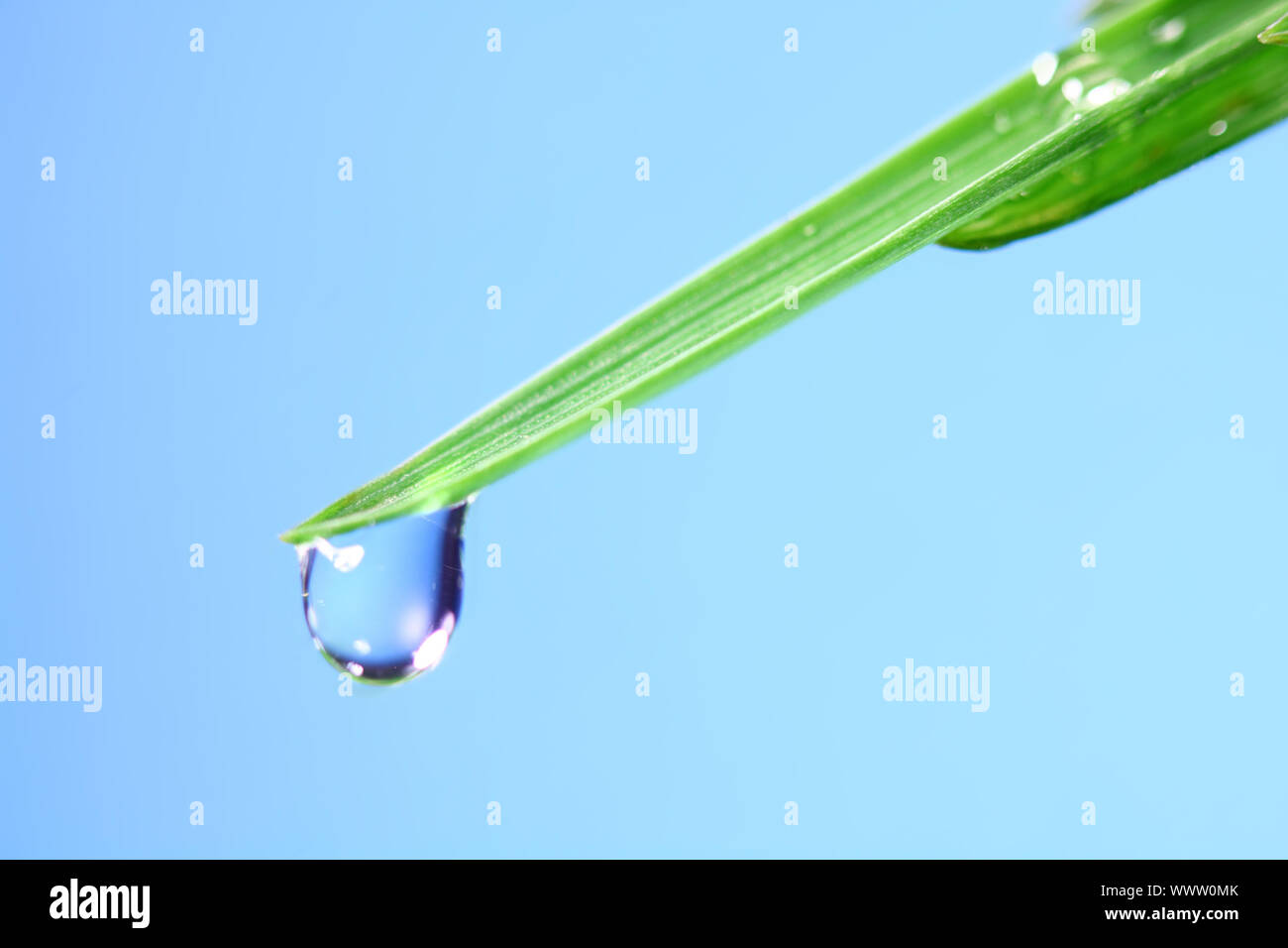 big water drop on grass blade Stock Photo - Alamy