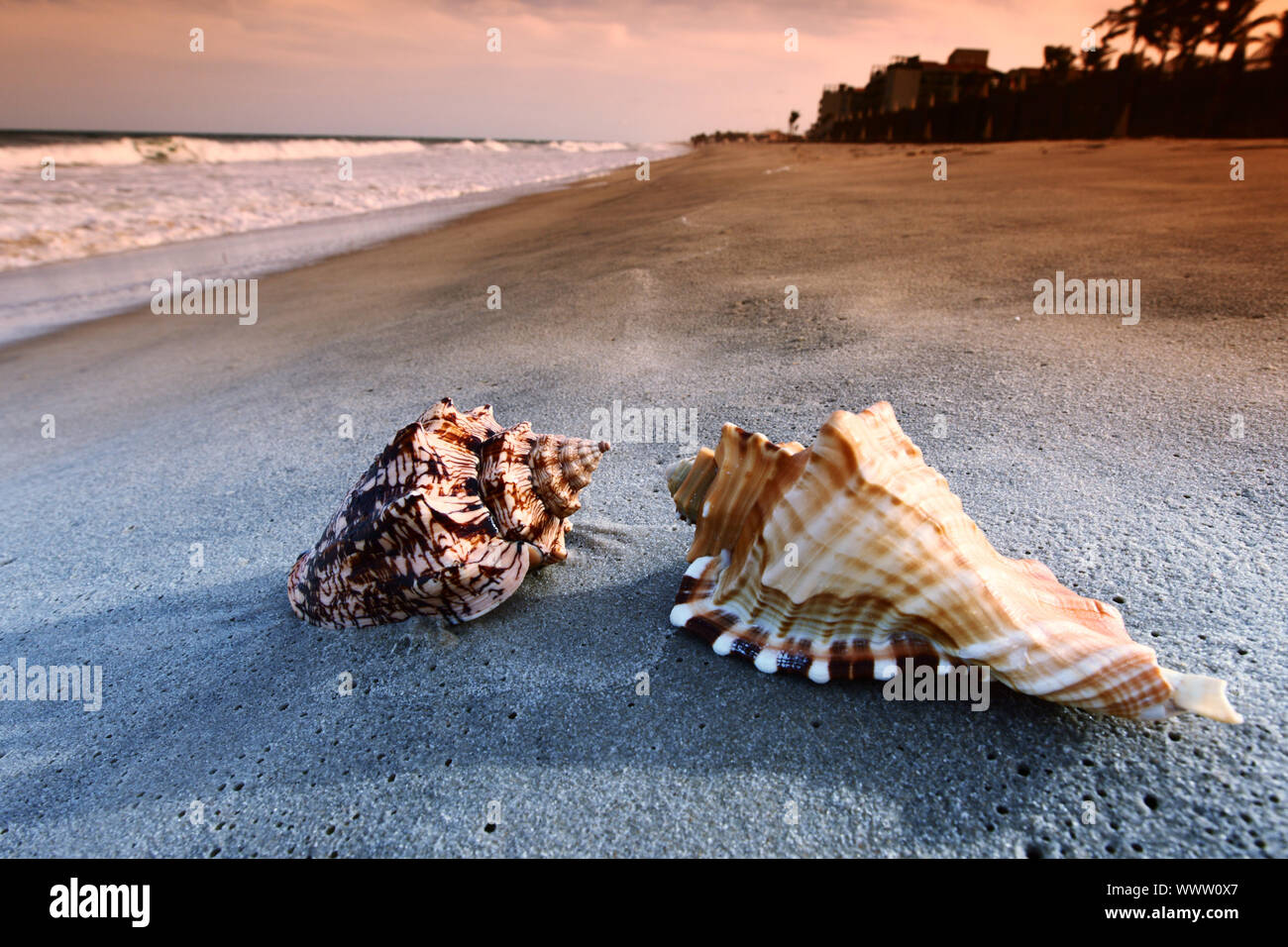 shell on sand under sunset sky Stock Photo - Alamy