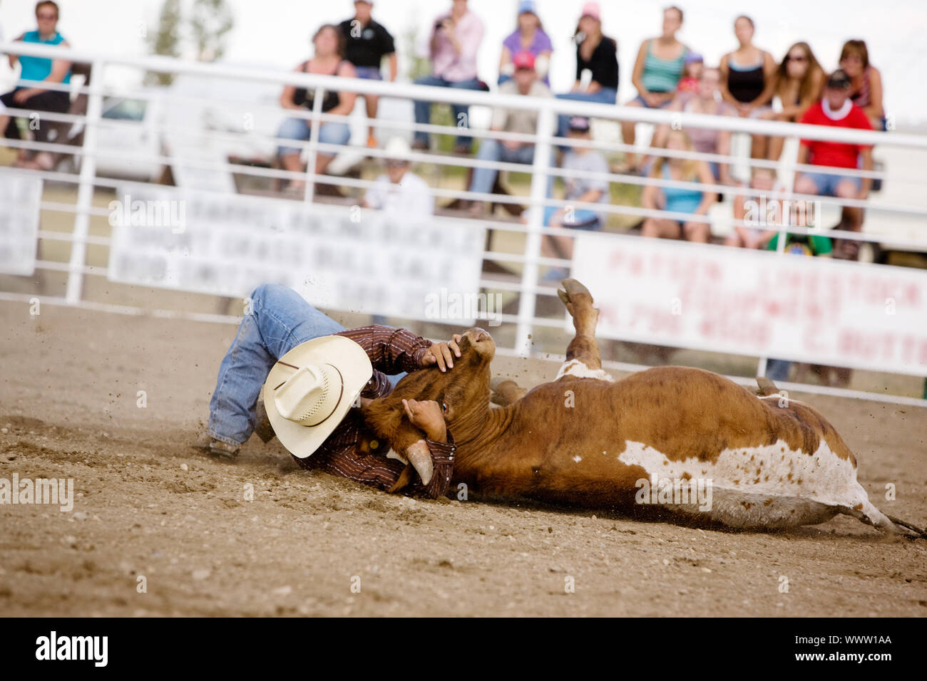 Steer wrestling at a local small town rodeo Stock Photo - Alamy