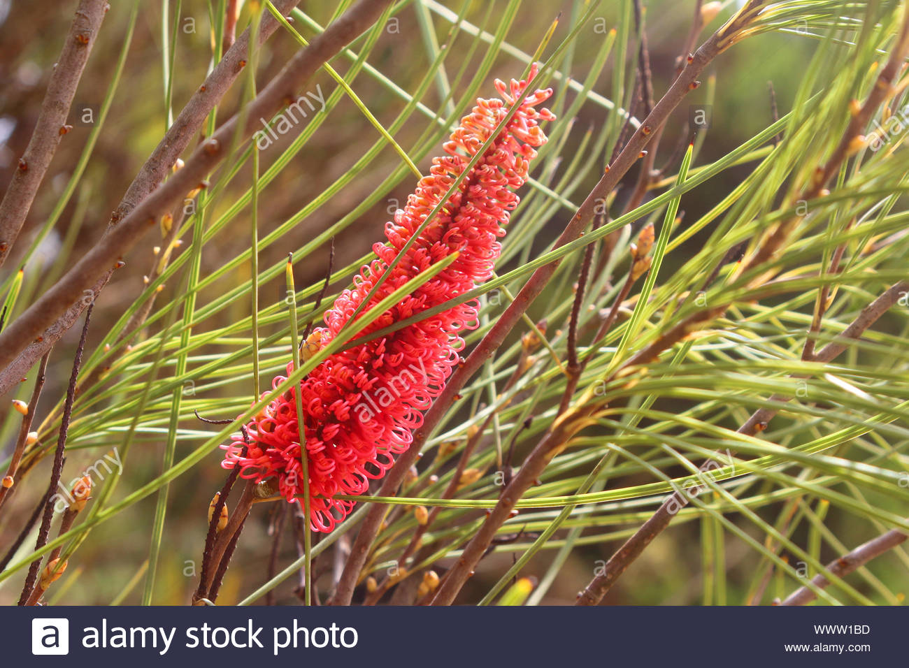 Hakea Australian Native Flora High Resolution Stock Photography and ...