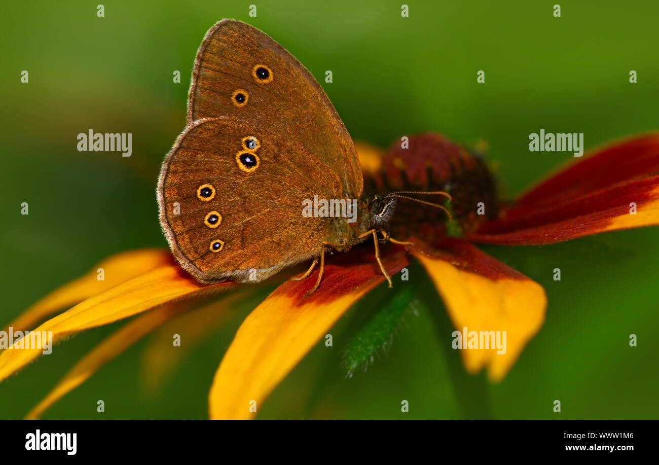 Summertime flying insect hi-res stock photography and images - Alamy