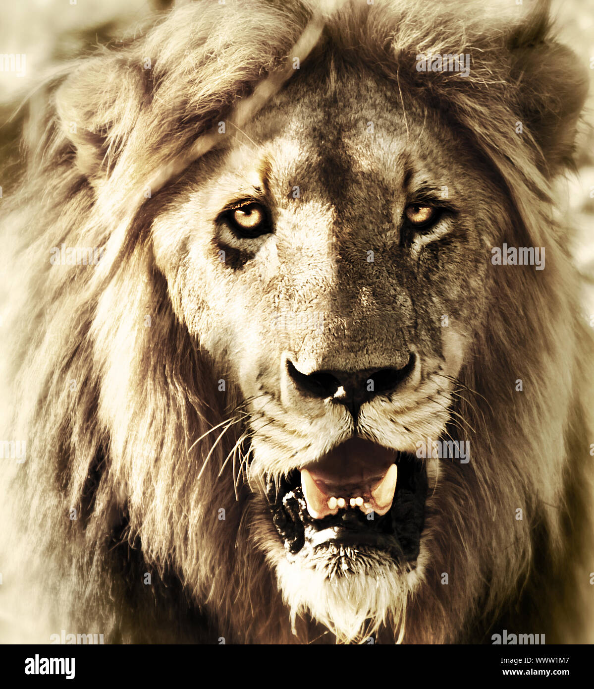 Lions head, close-up lion face portrait, wild animal outdoor, African ...