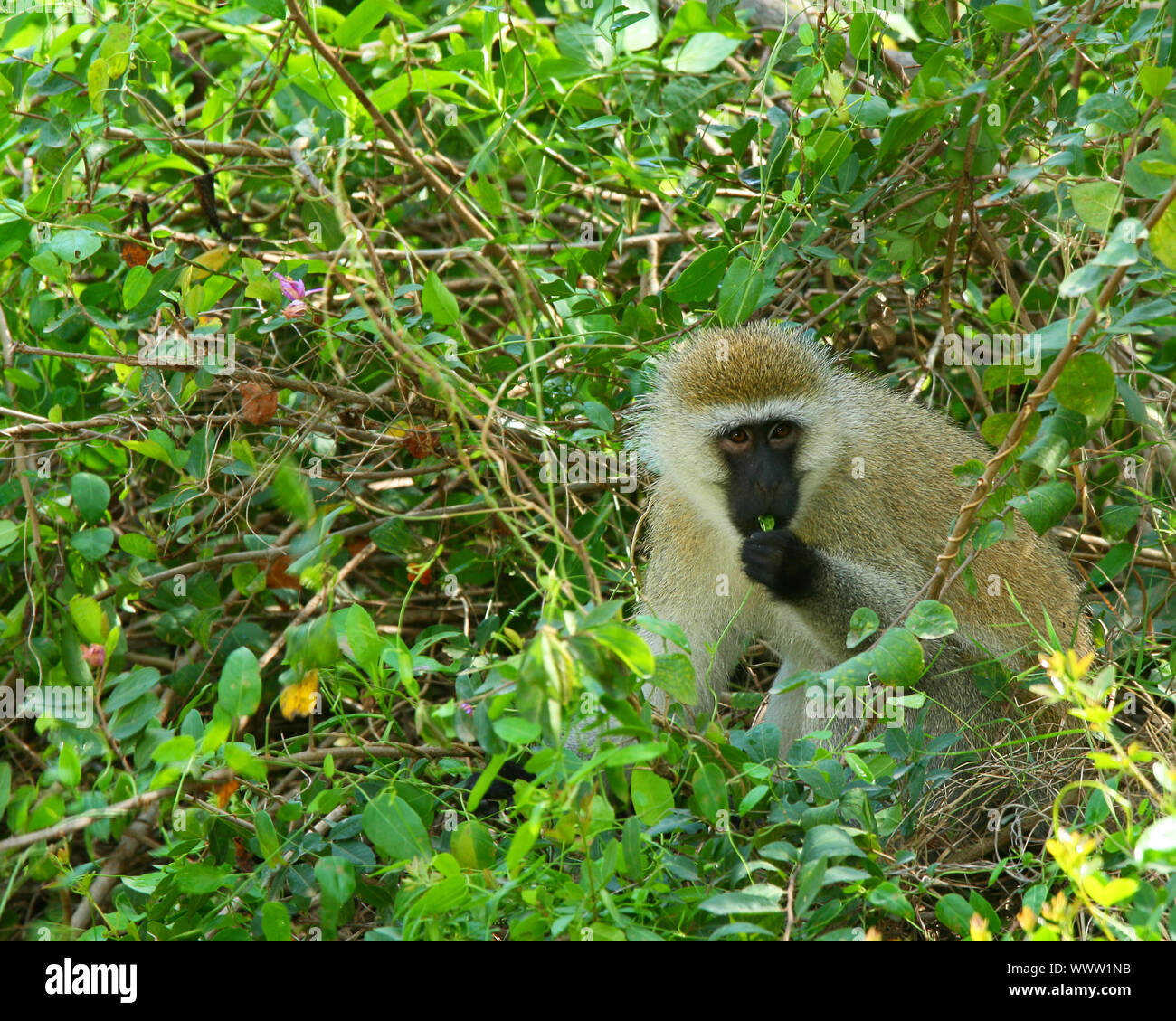 Monkey environment hi-res stock photography and images - Alamy