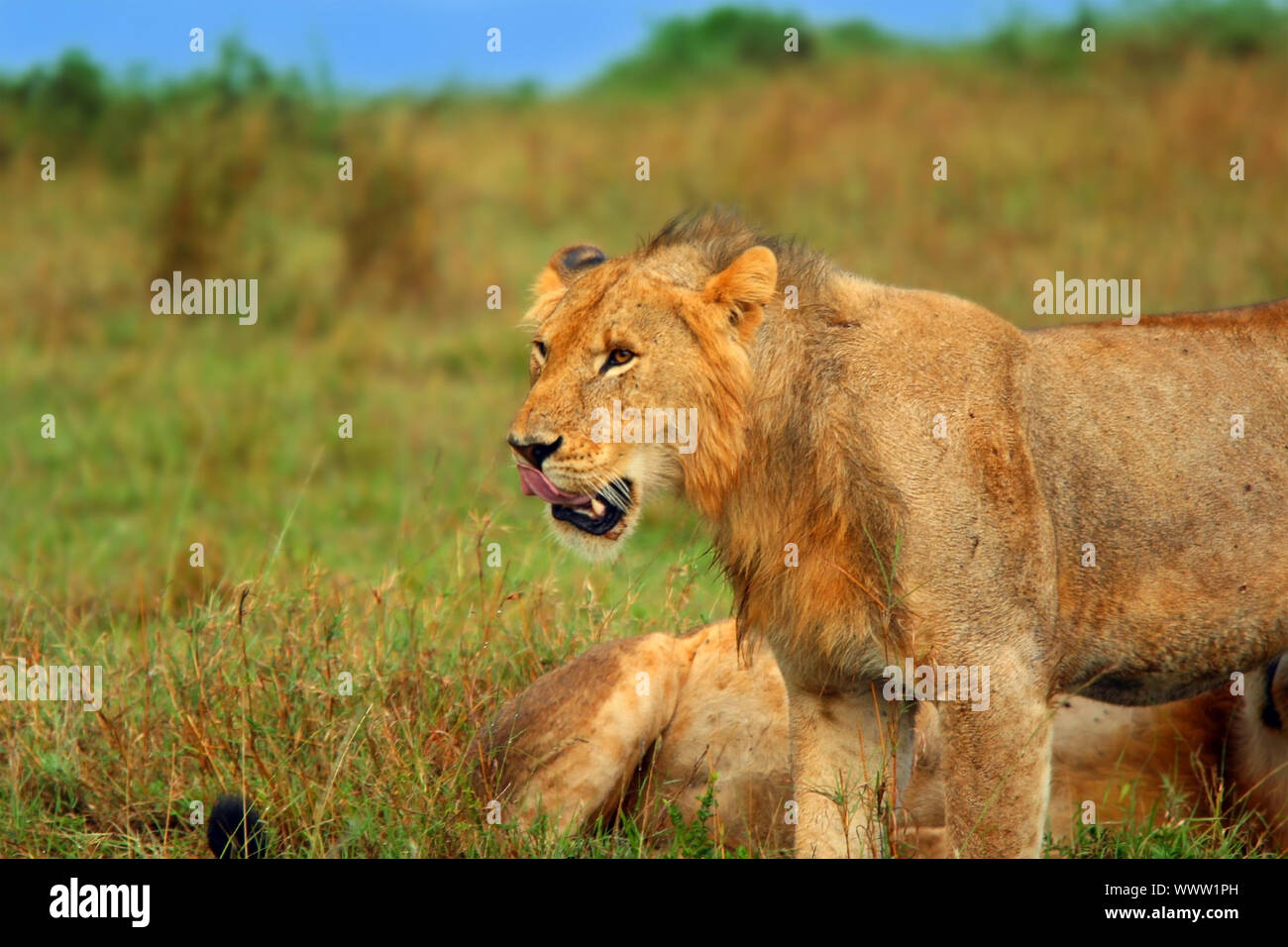 African savanna lion hi-res stock photography and images - Alamy