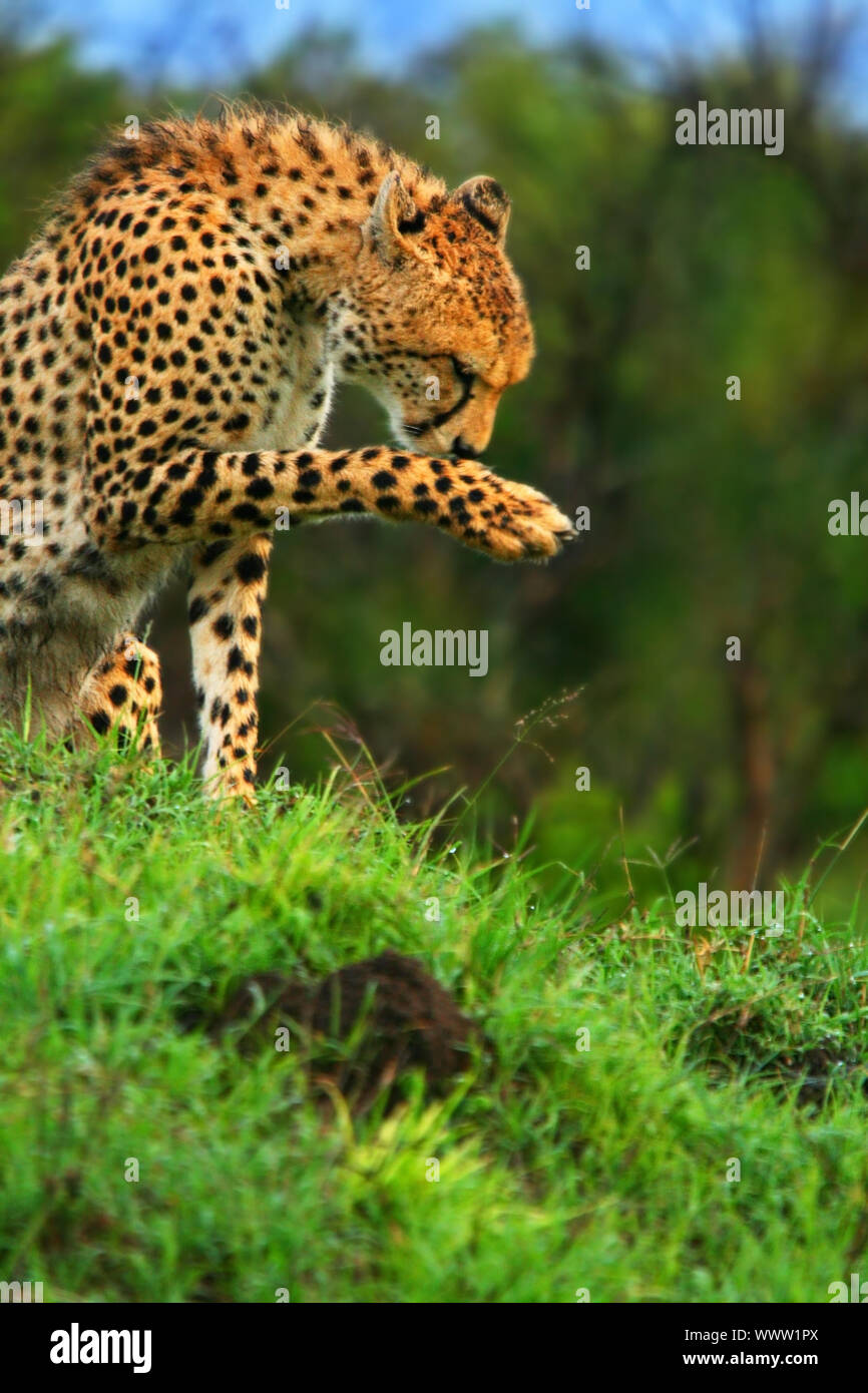 Wild african cheetah Stock Photo - Alamy