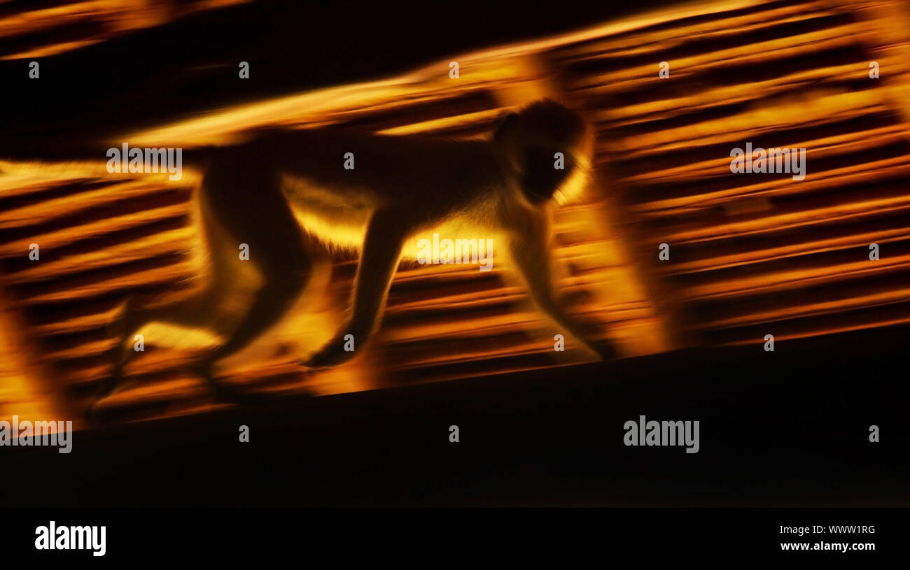 Wild African monkey, running slow motion blur animal on sunset, Kenya ...